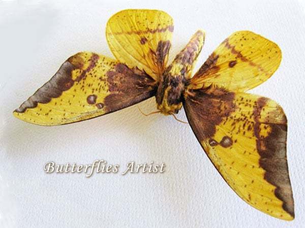 Real North American Moth Eacles Imperialis Entomology Collectible ...