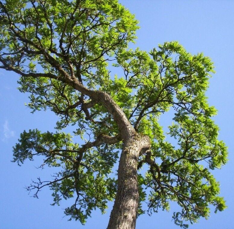 BStore 15 Seeds Store Cedrela Odorata, Cedro Spanish Cedar Timber Tree ...