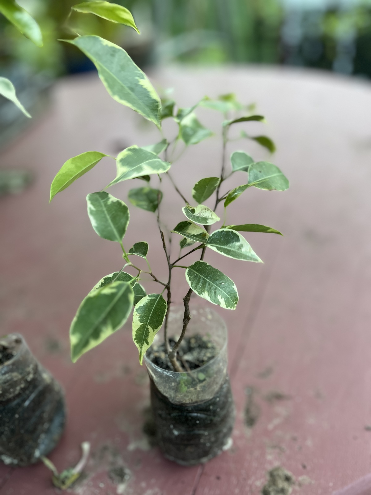 Variegated Ficus Benjamina Ficus benjamina and similar items