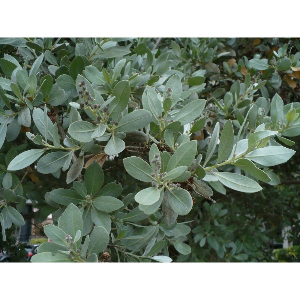 Silver Buttonwood Conocarpus erectus var. sericeus 30 Seeds GTL09 ...