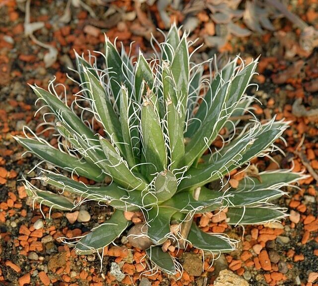 Best Agave Toumeyana Ssp. Bella | Toumey'S Century Plant | 10 Seeds ...