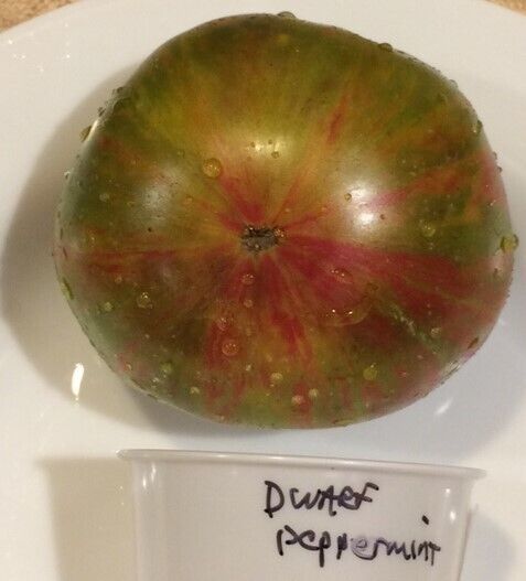BEST 50 Seeds Easy To Grow Dwarf Peppermint Stripe Tomato Juicy ...