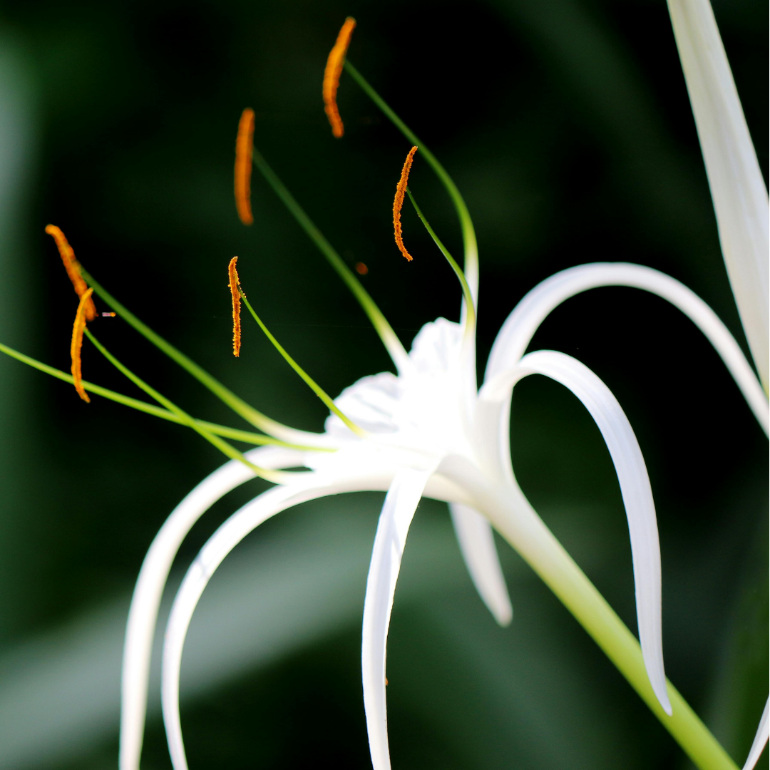 Spider Lily and Lily Fragrance Ornamental Plants 100 PCS Seeds - Seeds ...