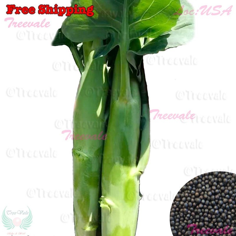 MX Huge Stem Gai Lan Chinese Broccoli Big Stem Kai Lan Seeds Seeds Bulk ...