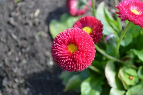 150 Red Bellis Perennis Super Enorma Flower Seeds English Daisy Herb ...