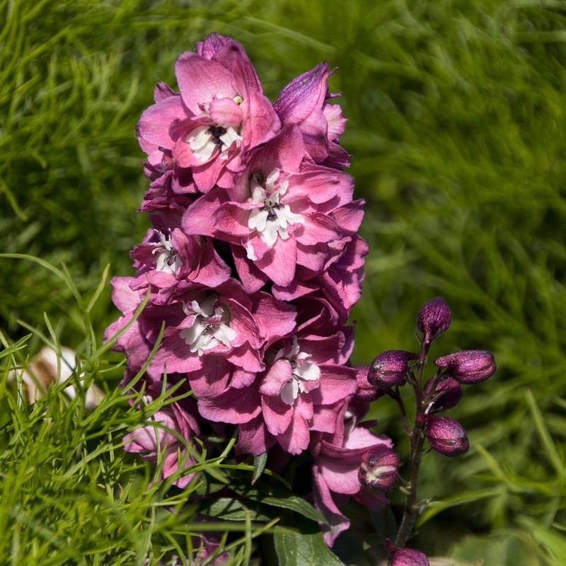 PS Delphinium Pink Queen Flower Seeds Packet Larkspur 250 Seeds Fast ...