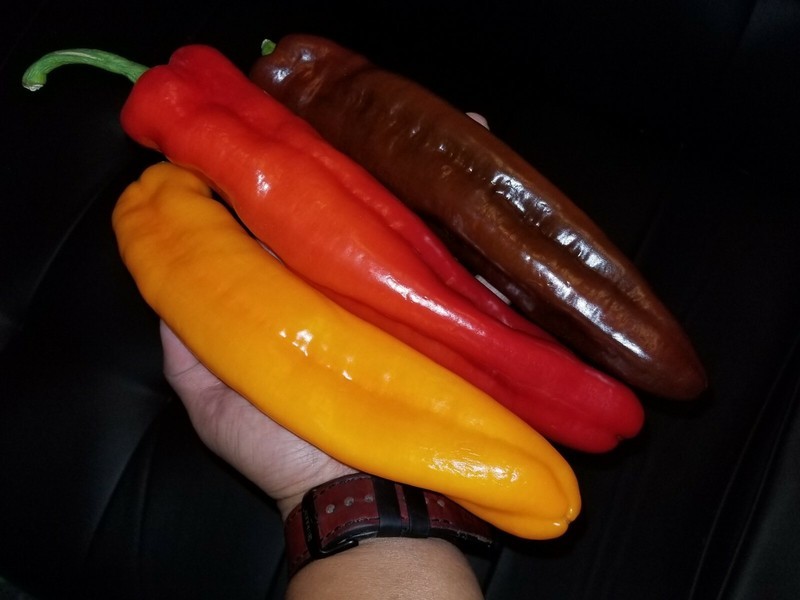 LWK Twister Pepper (15) Seeds Sweet (Limited Qty) Heirloom Nongmo Easy ...