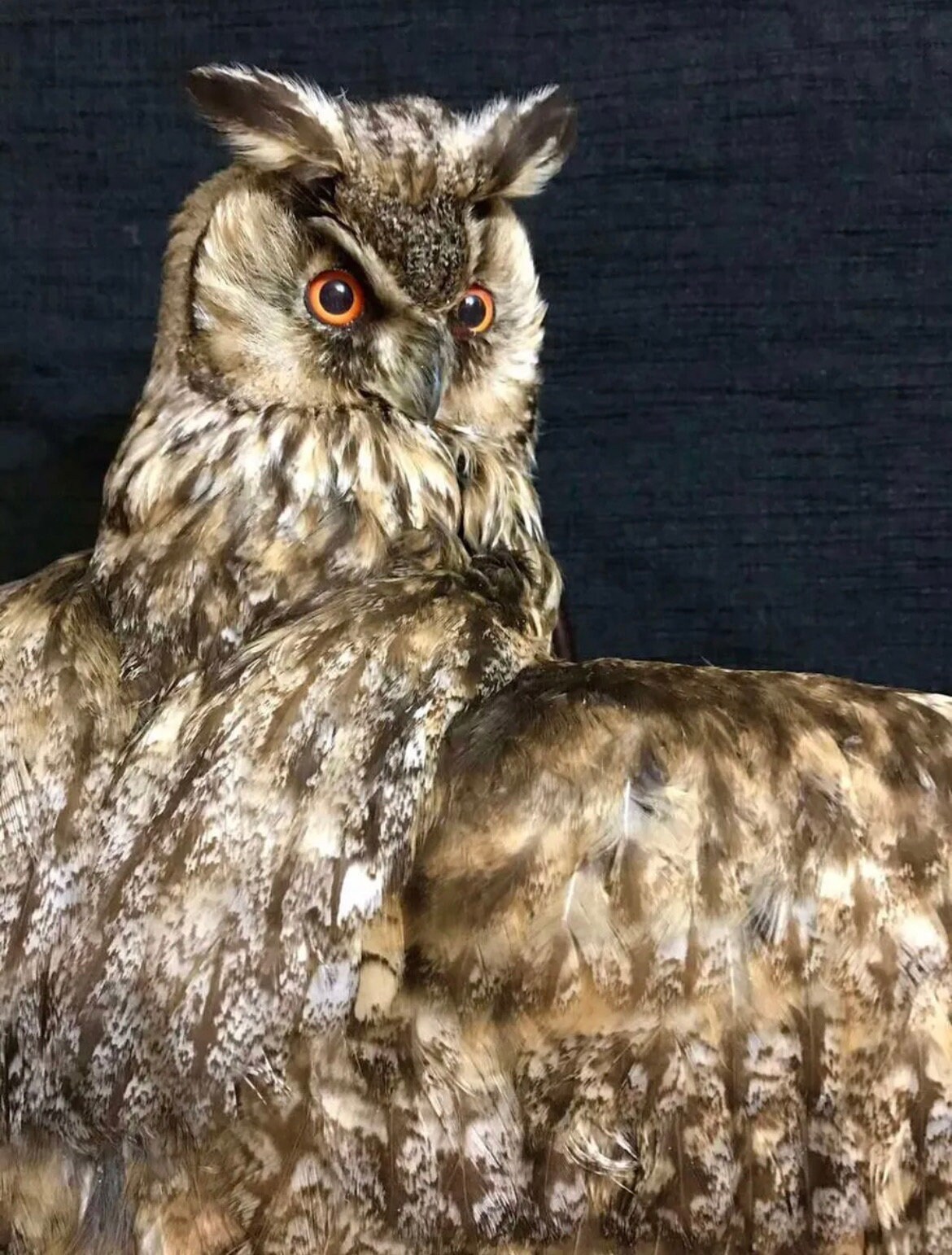 Taxidermy Mounts Long Ear OWL Real Bird Mount Stuffed owl flight ...