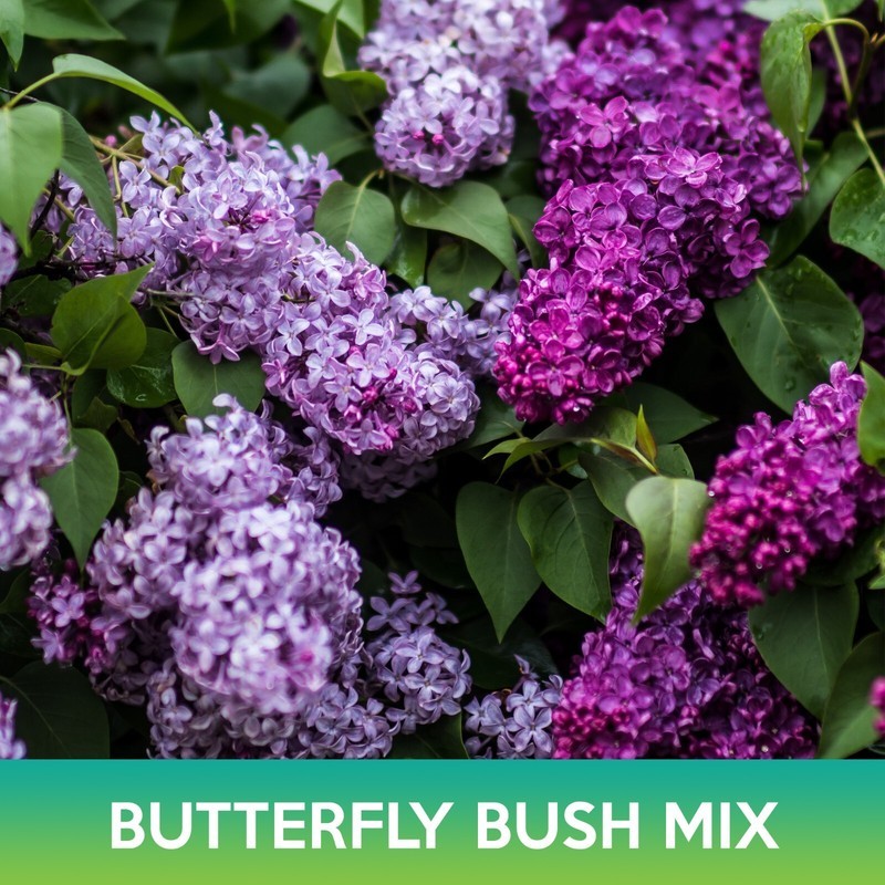Butterfly Bush Tree Mix Tree Seeds Summer Lilac Fast Grow - Seeds & Bulbs