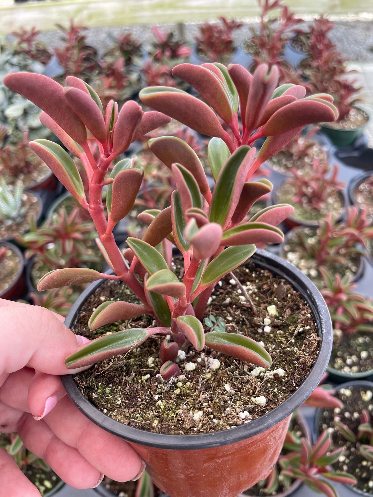 Red Taco Plant / Peperomia graveolens "Ruby Glow" / 3" Pot Ruby P ...