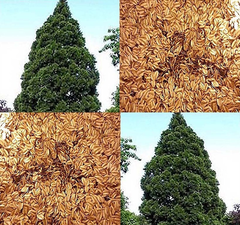 MX Sequoia Gigantea Giant Sequoia Tree Seeds Longevity And Resistance ...