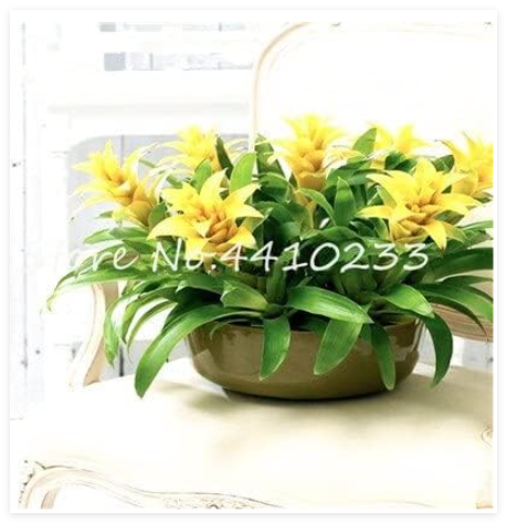 Colorful Cactus Bromeliad Succulent Seed Courtyard Mini Plant Succulent ...