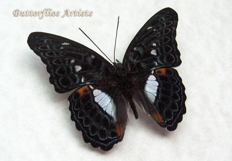 Moduza Lymire Commander Real Butterfly and similar items