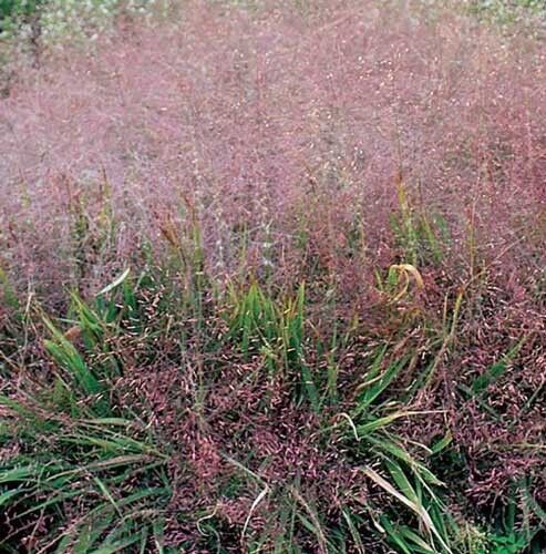 Best Eragrostis Spectabilis | Purple Love and similar items