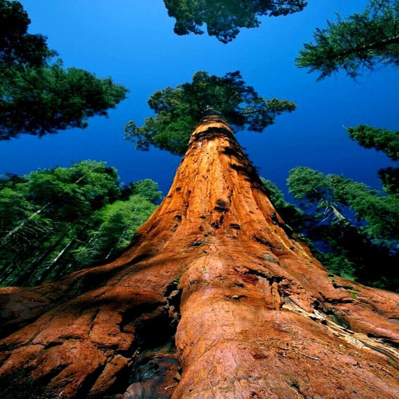 KKG 20 California Coast Redwood Seeds Giant Sequoia Bonsai Tallest Tree ...