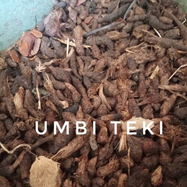 Rimpang Rumput Teki - Cyperus rotundus - Herbal Remedies & Resins