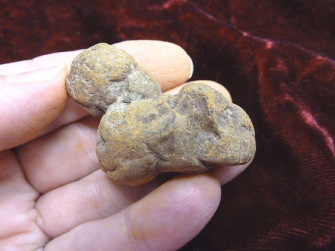 (PP463-34) Genuine Fossil TURTLE POOP Washington Coprolite DUNG fun ...