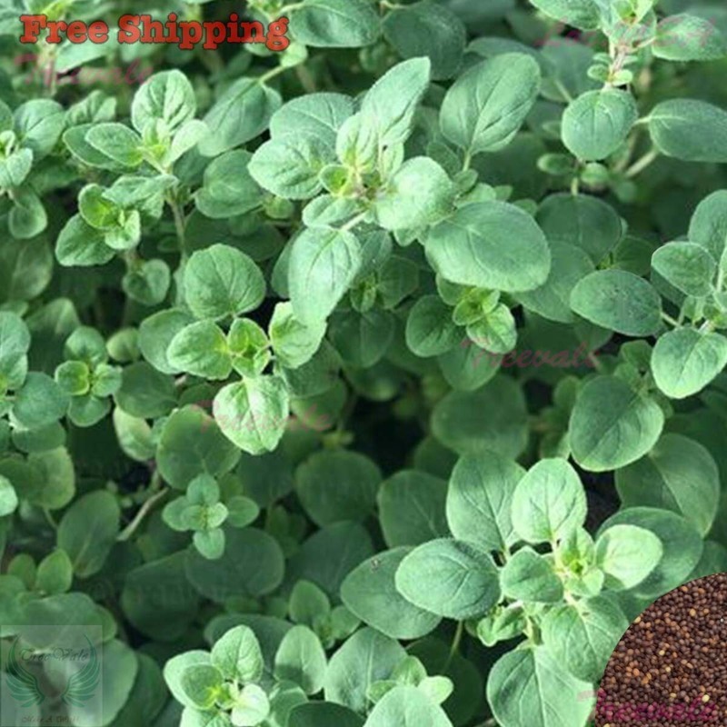 Italian Oregano Herb Non GMO Vegetable Heirloom Seeds - Seeds & Bulbs