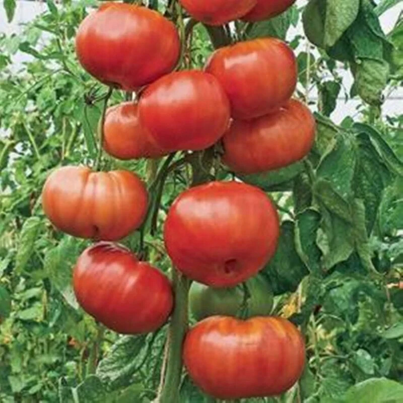 BRN 50 Seeds Giant Tree Tomato Juicy Tomatoe Vegetable Edible Food ...