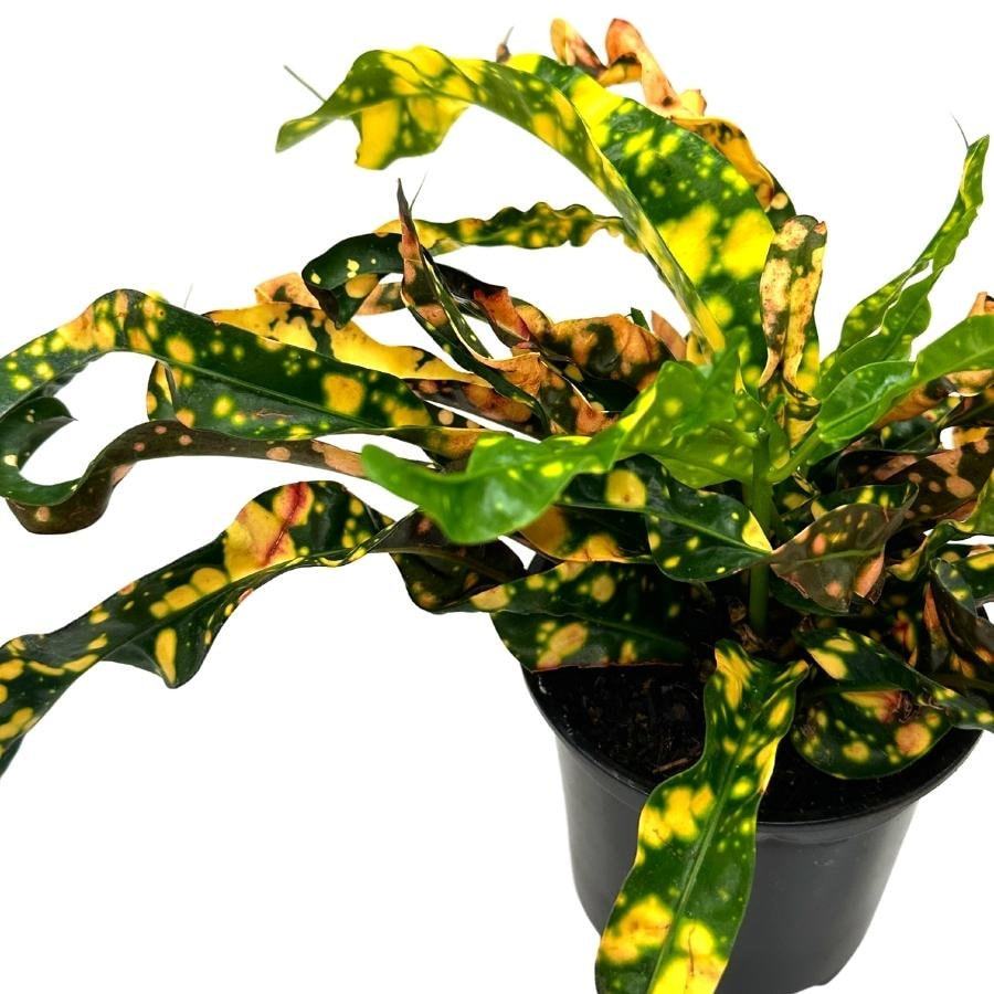 Twisted Variegated Croton Mammy, 4 inch, Very Rare Codiaeum variegatum ...
