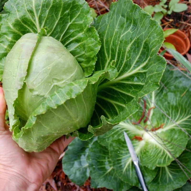 SYR 500 Copenhagen Market Danish Ballhead Cabbage Seeds Fast Growing ...