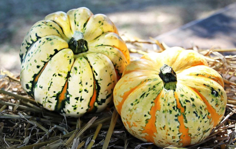 BStore 15 Seeds Carnival Squash Winter Cucurbita Pepo Vegetable - Seeds ...