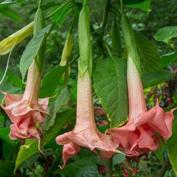 10 Triple Pink Angel Trumpet Seeds Flowers Seed Flower Brugmansia ...