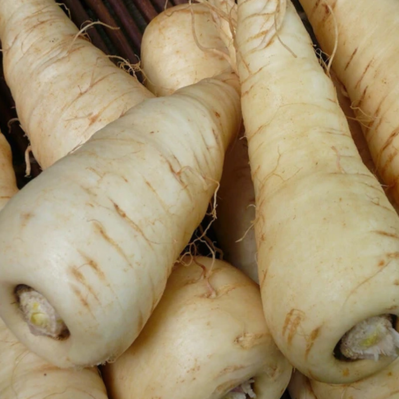 FMG Harris Model Parsnip Pastinaca Sativa Smooth Uniform Roots Planting ...