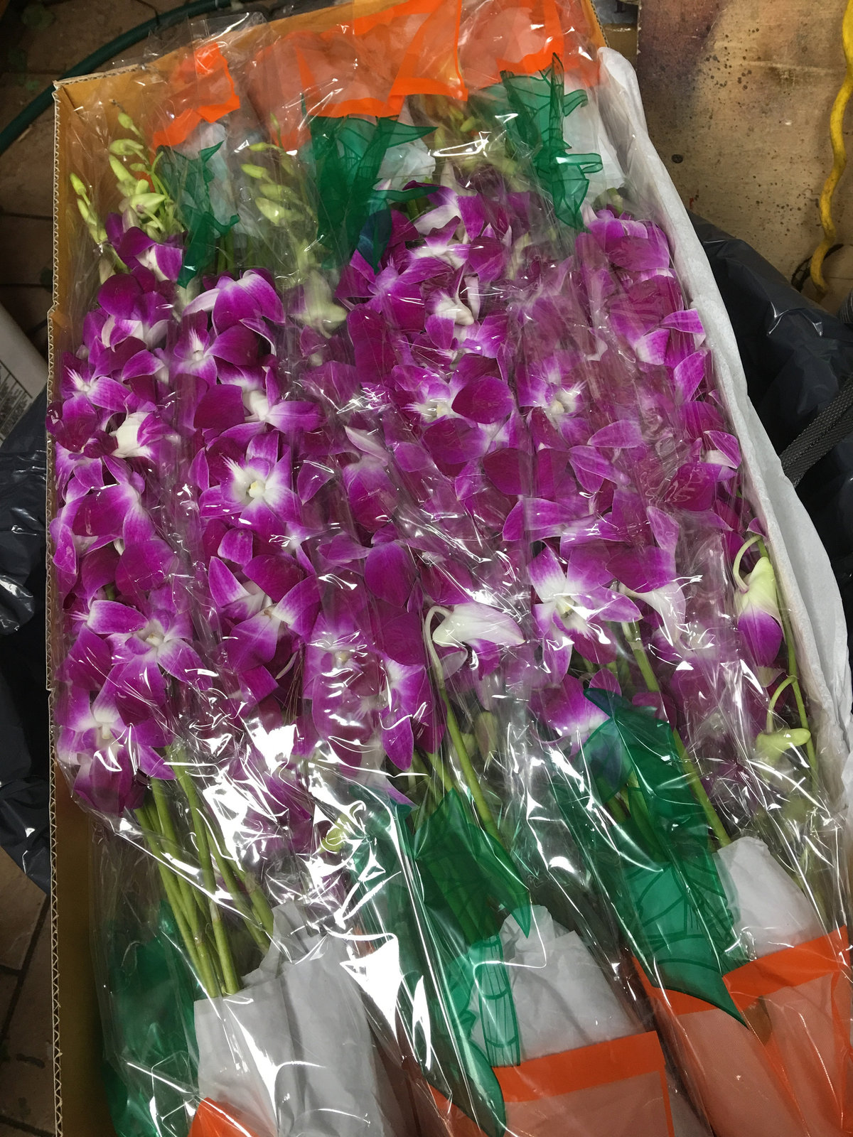 dendro orchids Dendrobium fresh cut Orchid 60 stems in box Dendrobiums ...