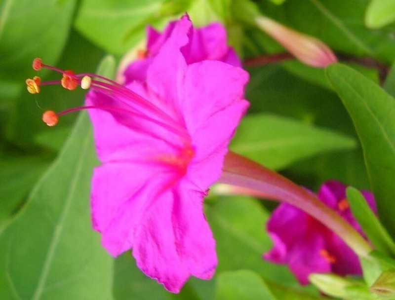 Mirabilis Jalapa Pink 20 Heirloom Seeds - Seeds & Bulbs