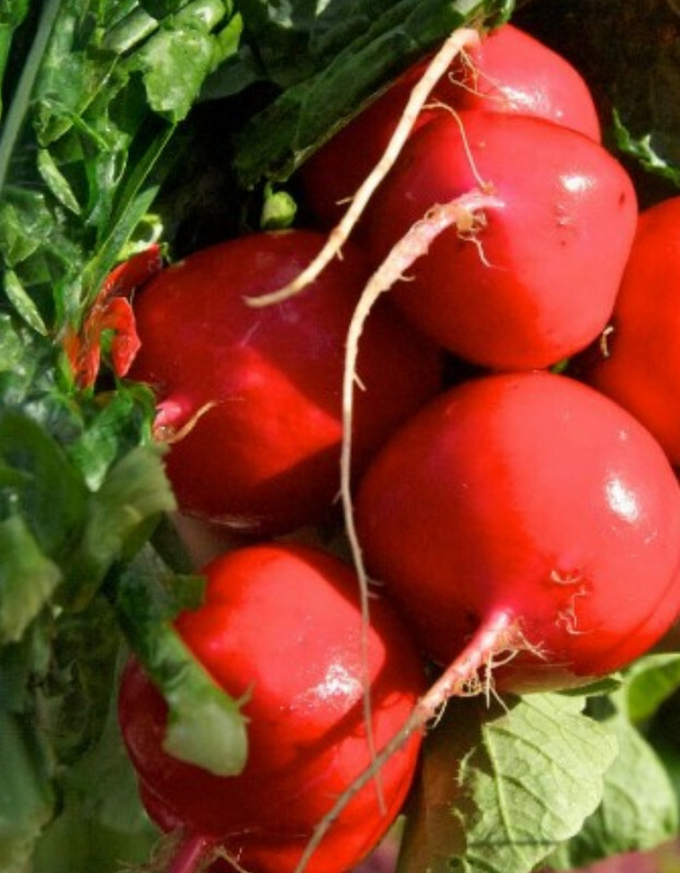 SMX 2000 Crimson Giant Radish Big Round Red Radish Seeds Indoor ...
