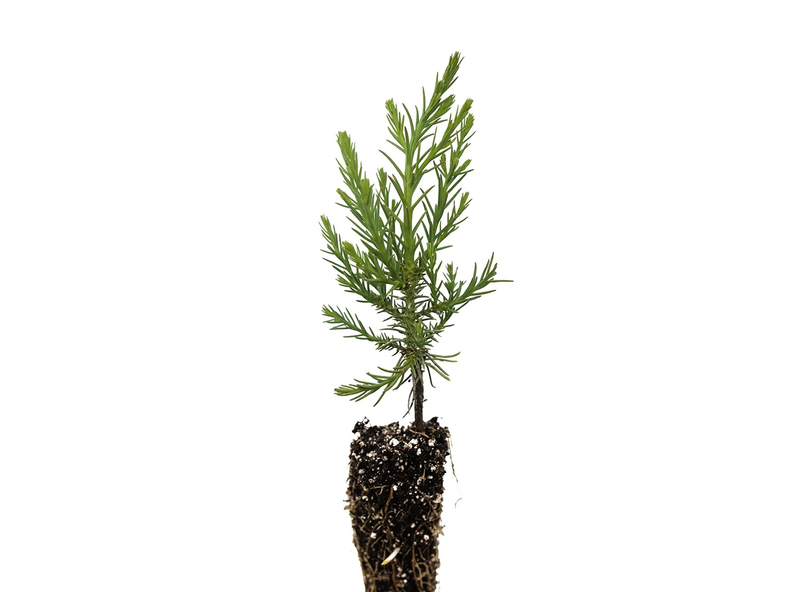Live Plant Giant Sequoia Small Tree Seedling - Plants & Seedlings