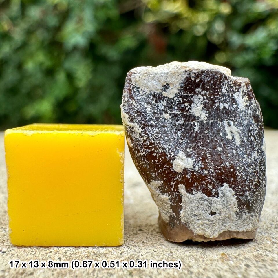 Authentic Sauropod Dinosaur Tooth Fossil (Lapparentosaurus ...