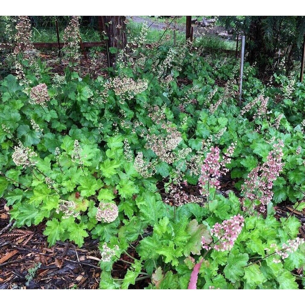 20 Heukera Maxima Island Alum Root Plant Seeds Hummingbird Pollinator ...