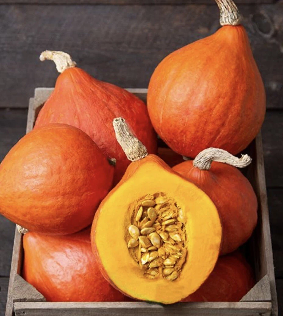 10 Japanese Red Kuri Squash Seeds Non-GMO - Home & Garden