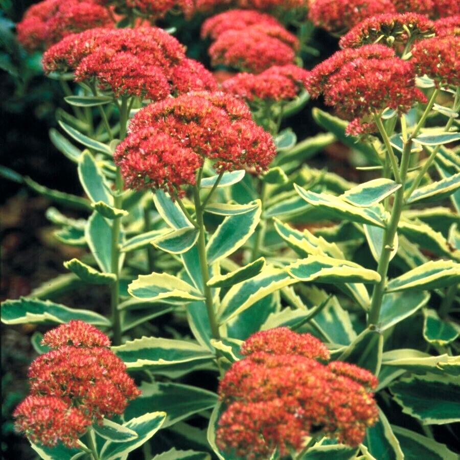 50 Autumn Charm Variegated Sedum Seeds Sedum Autumn Charm Fresh Fast ...