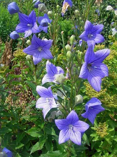 GIB Platycodon grandiflorus | Blue Balloon Flower | Chinese Bellflower ...