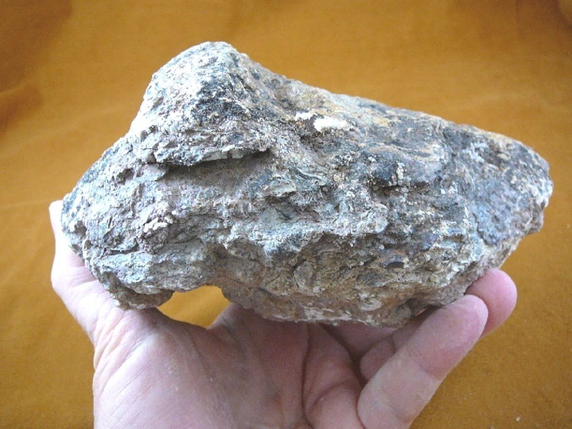 (DF844-167) 3 lb Fossil REAL DINOSAUR POOP Coprolite Dino Valley Utah ...