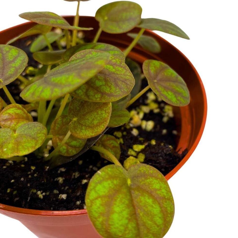 Peperomia Peppermill 2 inch Pixie pep - Plants & Seedlings