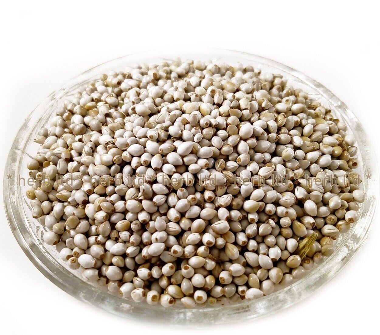 EUROPEAN GROMWELL seed Herb Tea - for urination, Lithospermum ...