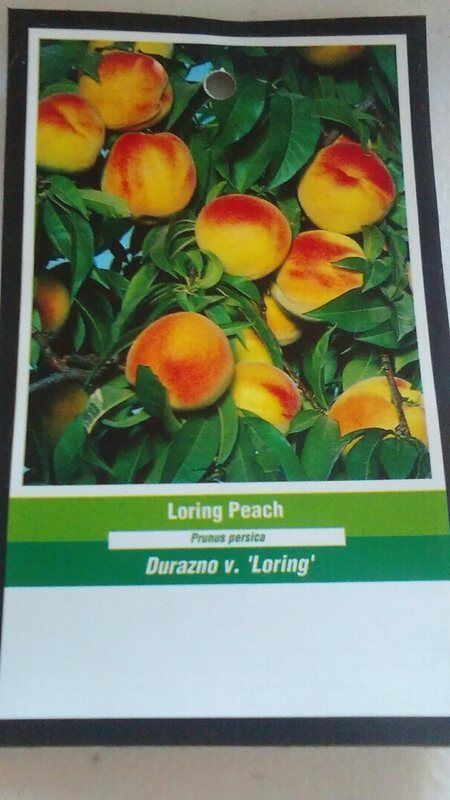 LORING PEACH 4-6 FT Tree New Live Healthy Trees Fruit Garden Plant Home ...