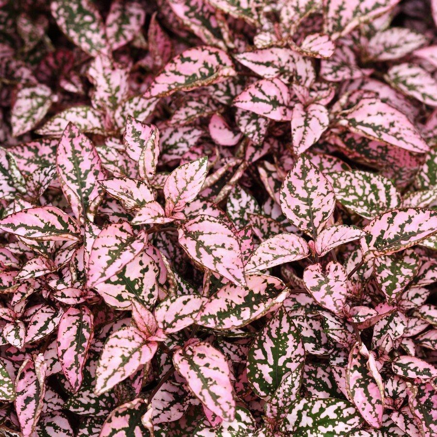 10 Dwarf Pink Polka Dot Plant Splash Select Hypoestes Phyllostachya ...