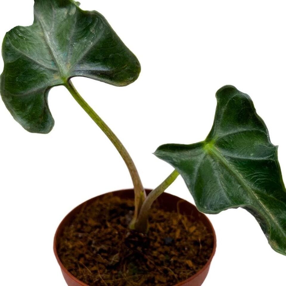 Alocasia Loco, 2 inch Rare Alocasia Starter Tiny Mini Pixie Plants ...