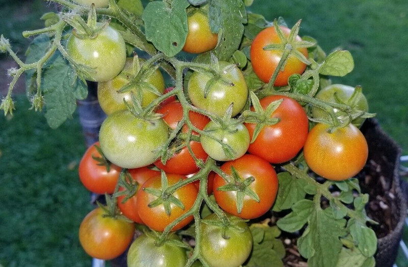 SMX Tiny Tim Micro Dwarf Sweet Cherry Tomato 12 Seeds (Read) Indoor ...