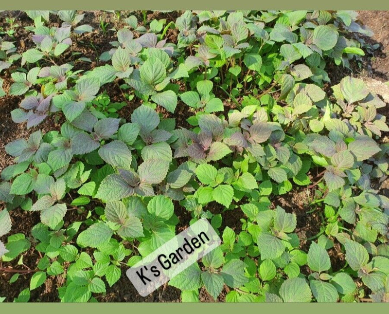 KKG Shiso Perilla Zisu Seeds Hạt Tía Tô 700 Seeds Fresh Garden - Seeds ...