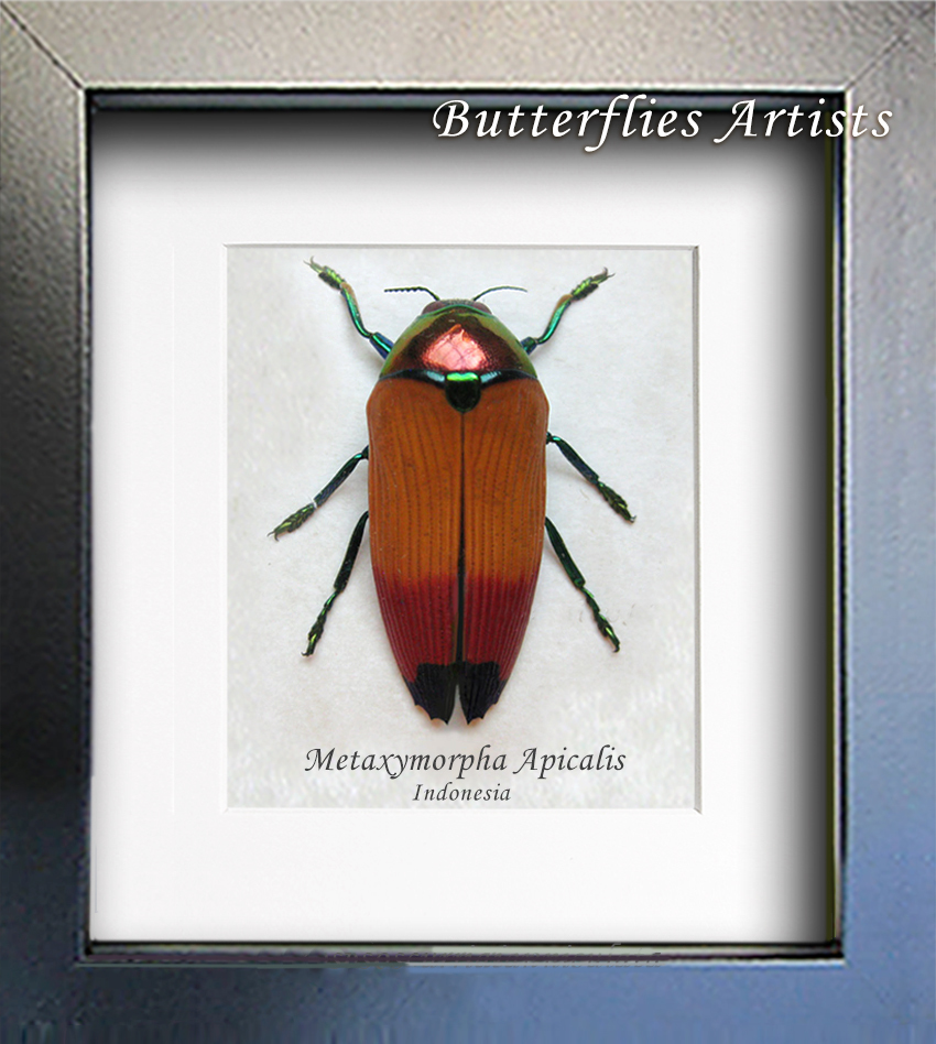 Metaxymorpha Apicalis Rainbow Beetle Framed Entomology Collectible ...