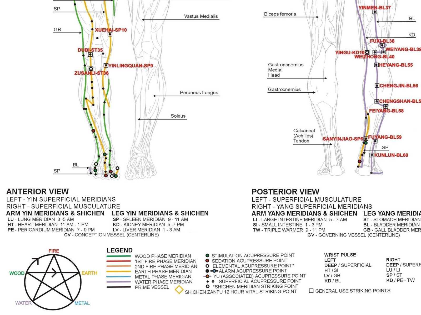 Human Body Meridians and Acupuncture Print, Pressure Points Chart for ...