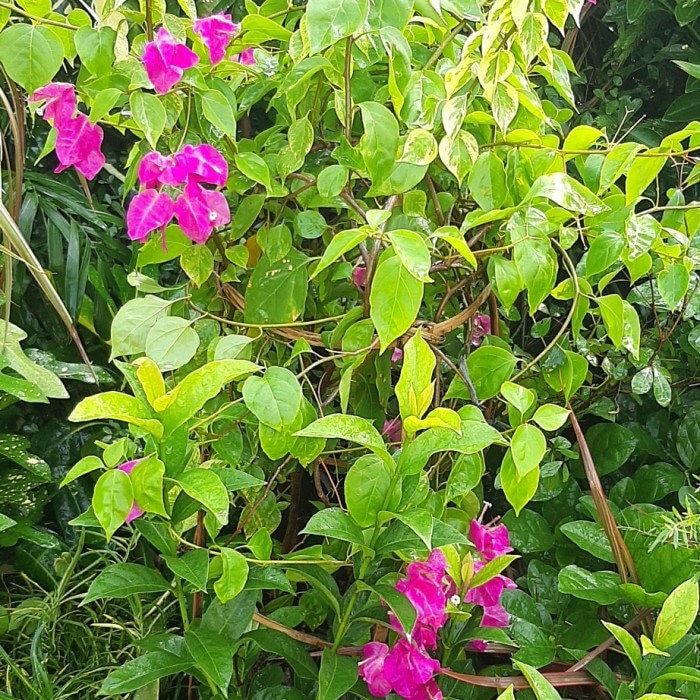 Daun Bugenvil - Bougainvillea glabra Leaf (Dried and Powder), 80 Gram ...