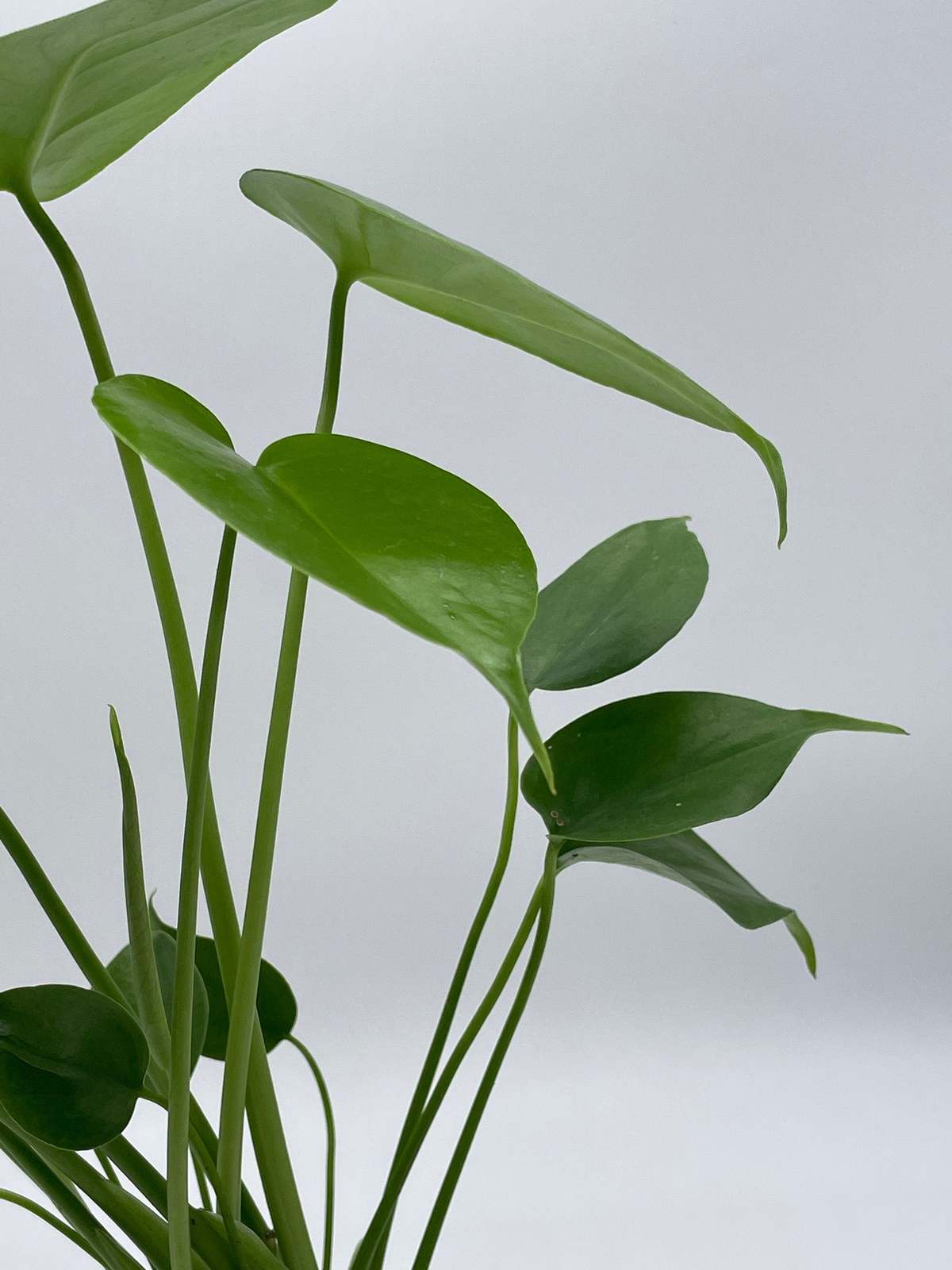 Monstera Deliciosa, Split Leaf philodendron, Huge Very Well Grown in 4 ...