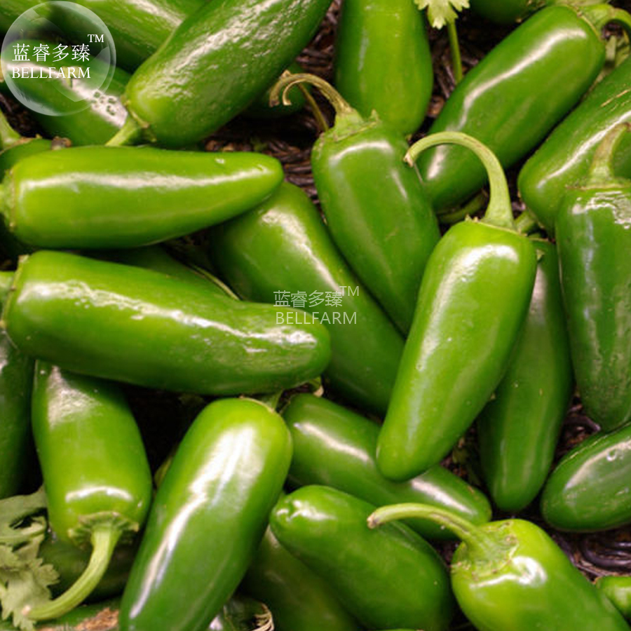 Chilli Green Jalapeno Chili Hot Pepper Seeds 1000 Seeds Pack Organic ...
